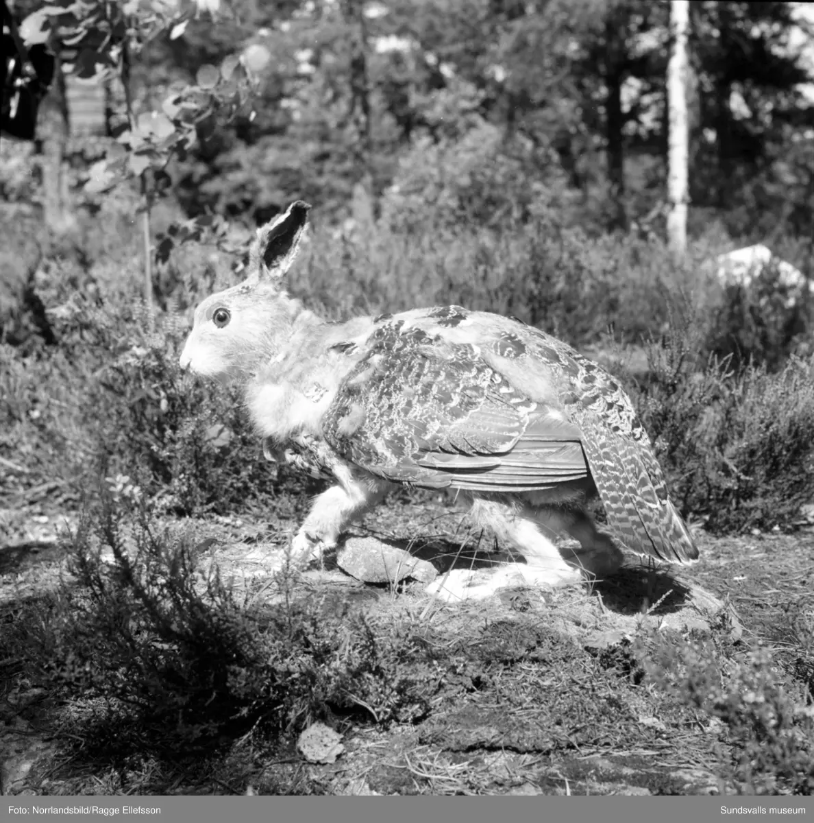 Skvadern på Norra berget. Fantasidjuret som blivit något av en symbol ...