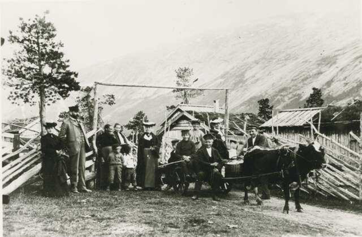 Søndagsutflukt til Elvegård i Skjomen. Okse, oksekjerre. Til venstre ...