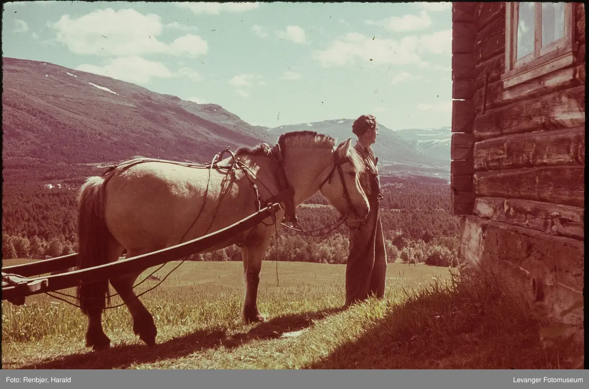Fjording og Sverre Domås på Nedre Skjørstad Gård i Oppdal. -Levanger ...