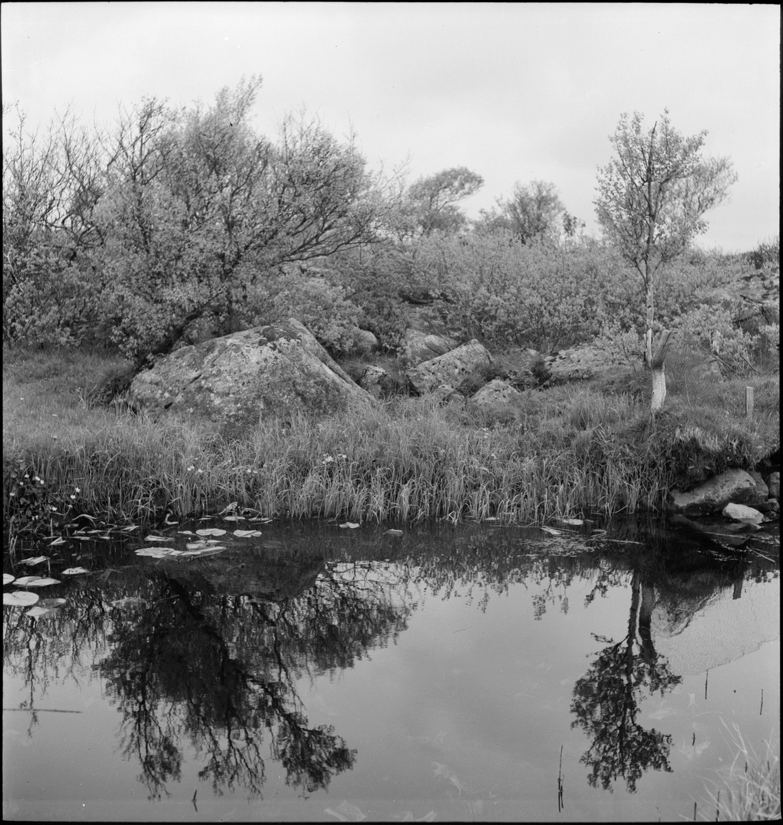 Naturbilder fra heia. Det er et vann med siv, langstrakte vidder og ...