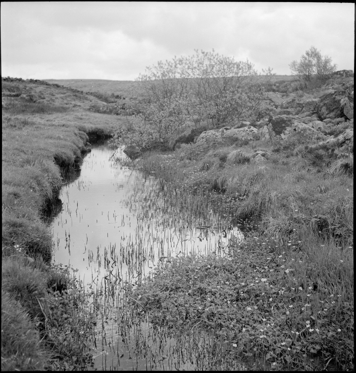 Naturbilder fra heia. Det er et vann med siv, langstrakte vidder og ...