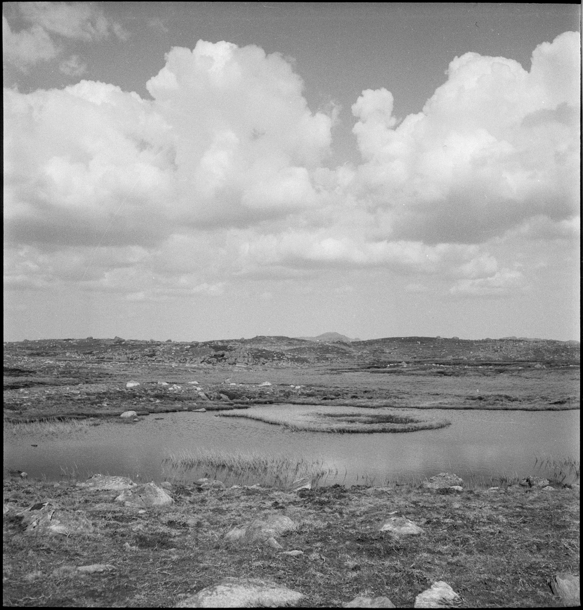 Naturbilder fra heia. Det er et vann med siv, langstrakte vidder og ...