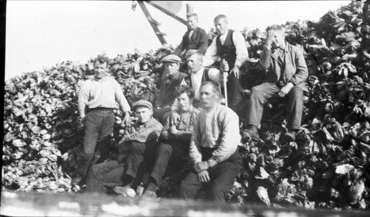 Gruppebilde av menn sittende i en stabel med tørkede fiskehoder ved M ...