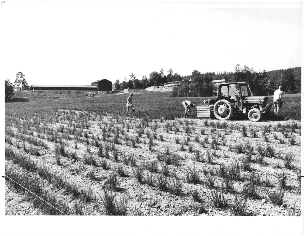 Helelrud forsøksgård. Norges vel, bak traktoren sees selskapets nye ...
