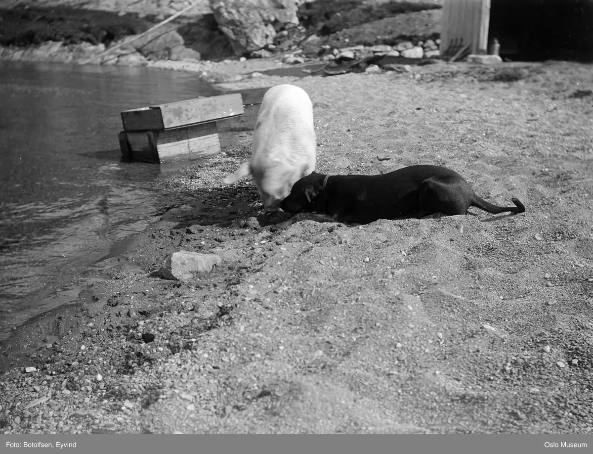 Hund og gris ved vann i Jotunheimen. -Oslo Museum / DigitaltMuseum