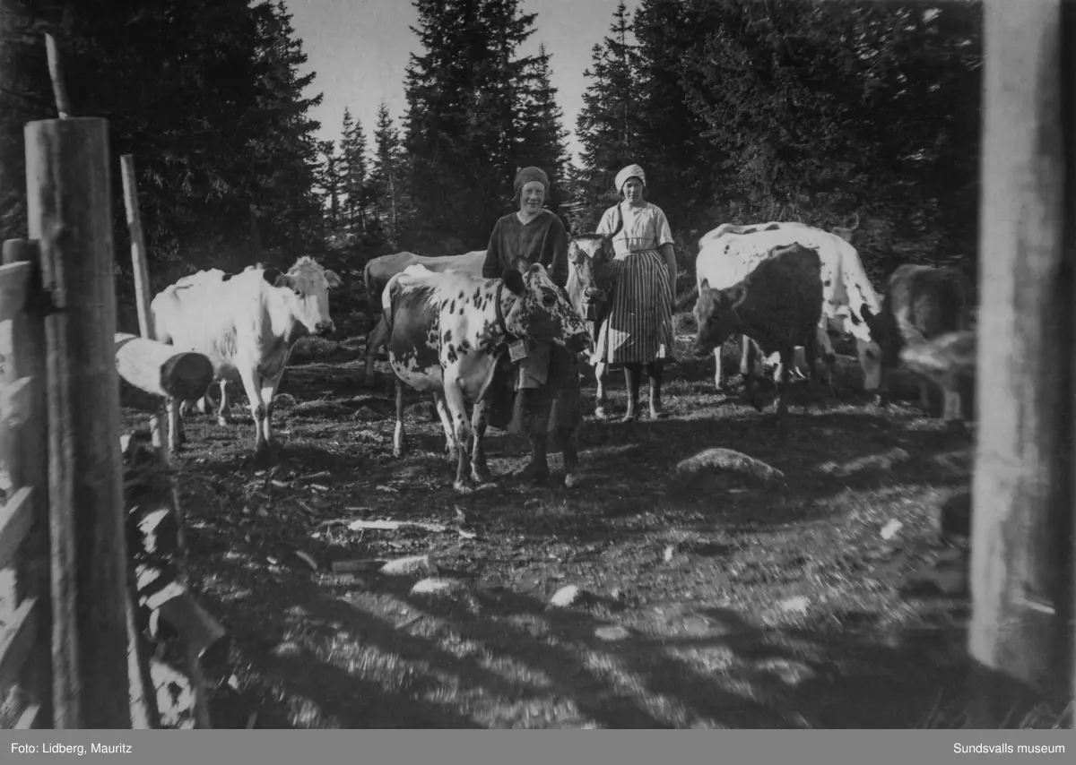 Vykort med två fäbodpigor vid Nybodarna med sina kossor, flickorna är ...