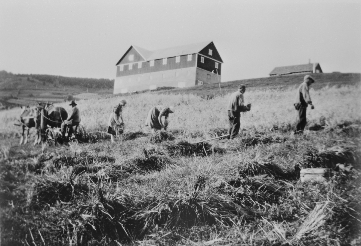 Oppland, Øyer, Skuronn i Skåe Sygard, "Systugu Skåje" med folk fra ...