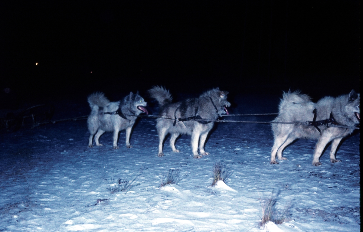 Knut Ingard Westeren, Ingrid Wendt og Trond Westeren på tur med ...