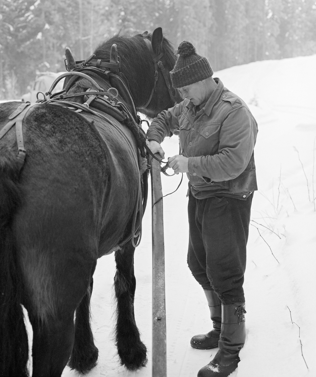 Skogsarbeider Johan Rasch fester selepinnen på hesten sin "Stjernebjørn ...