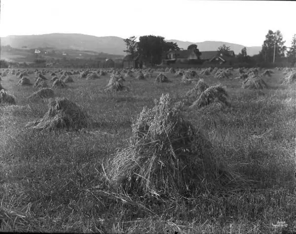 Prot: Kornet i saater Lier -Norsk Folkemuseum / DigitaltMuseum