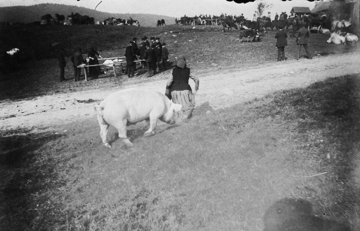 Severins syster Charlotta Nilson på väg till marknaden i Sjönevad för ...