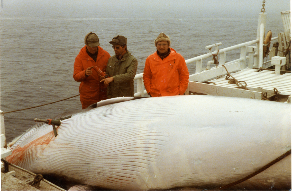Hvalfangst Egil Ole Øen er født 1941 på Svenkerud og er bosatt i Drøbak ...
