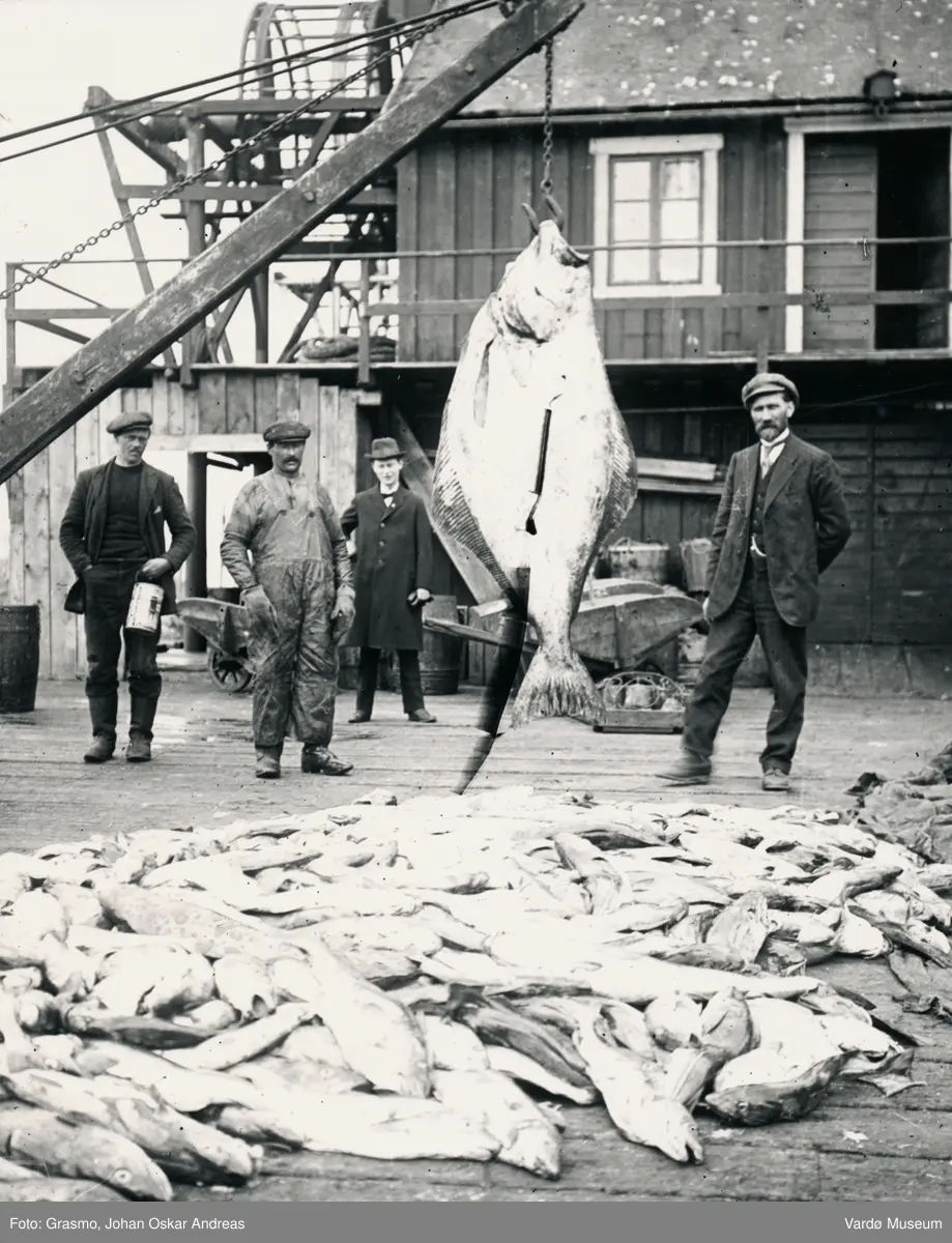 Fisk og en stor kveite på kaia til Andreas Lie. Ca. 1910 - 20 -Vardø ...