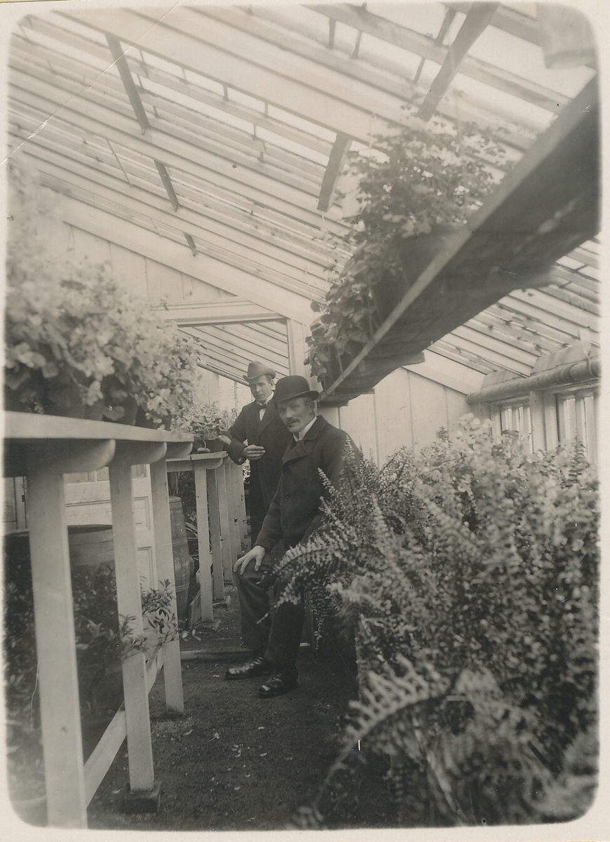 Interiör från gamla växthuset på Stora Nyckelviken år 1912. Främst i ...
