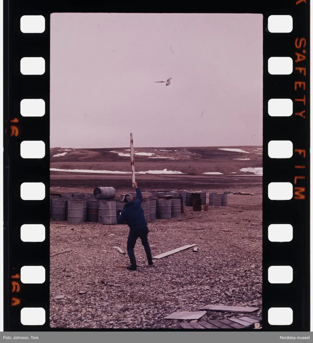 En man viftar med en planka mot en tärna som flyger ovanför honom ...