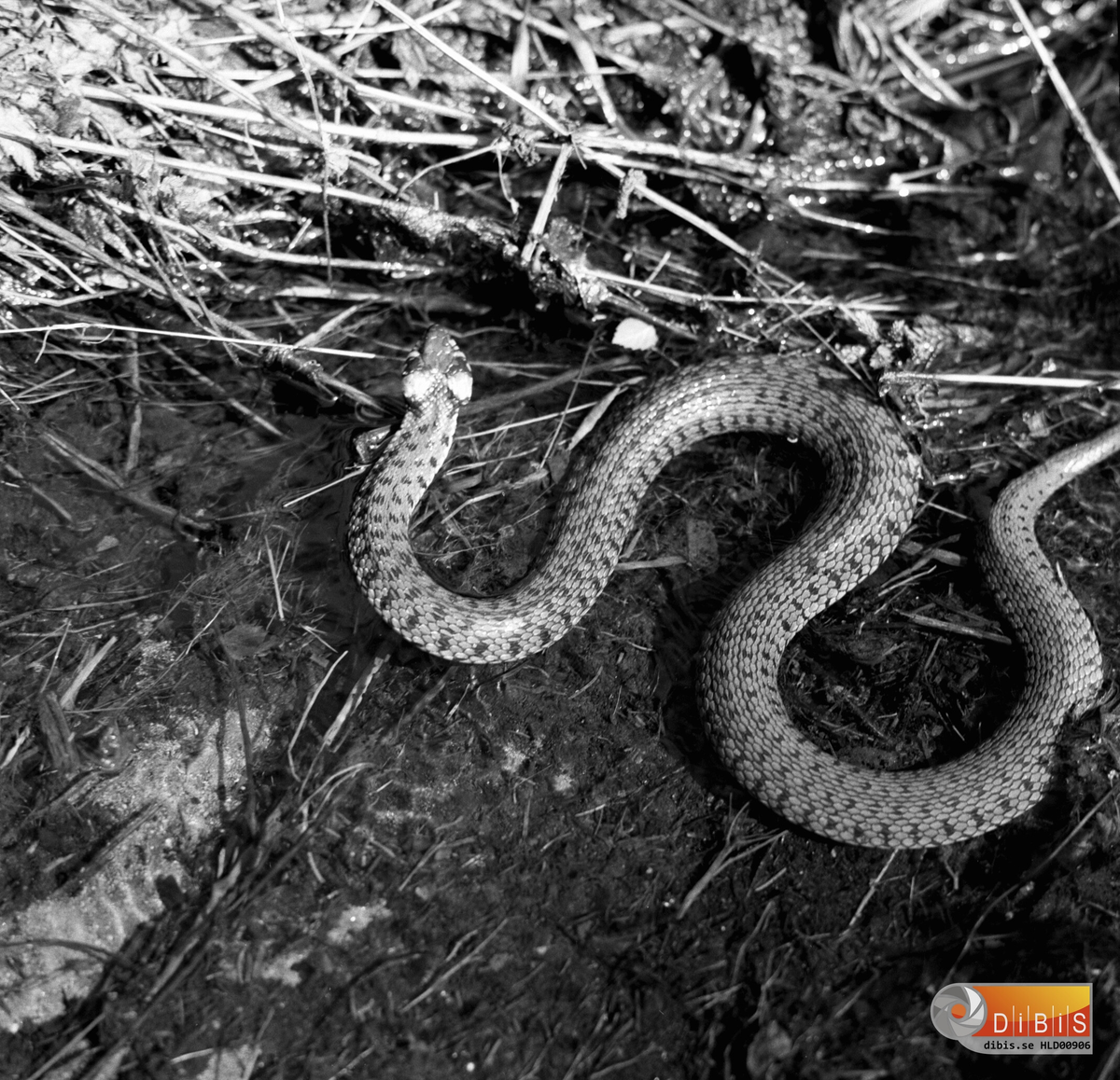 Snoken från Bergvik. -Digital Bild i Söderhamn / DigitaltMuseum