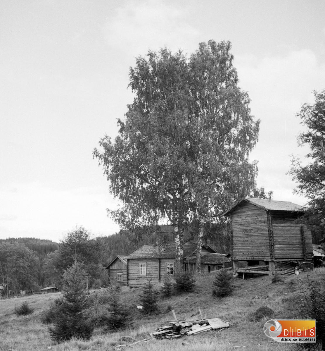 Ovanåker, Torpetsfäbod, Bjursvallen med stora björkar. -Digital Bild i ...