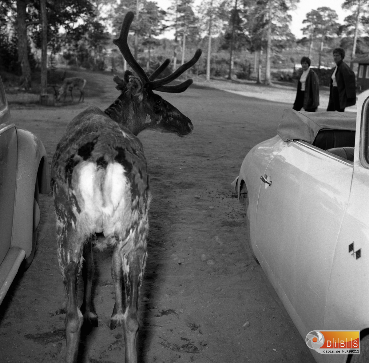 Renar vid Enare. mellan bilar. -Digital Bild i Söderhamn / DigitaltMuseum