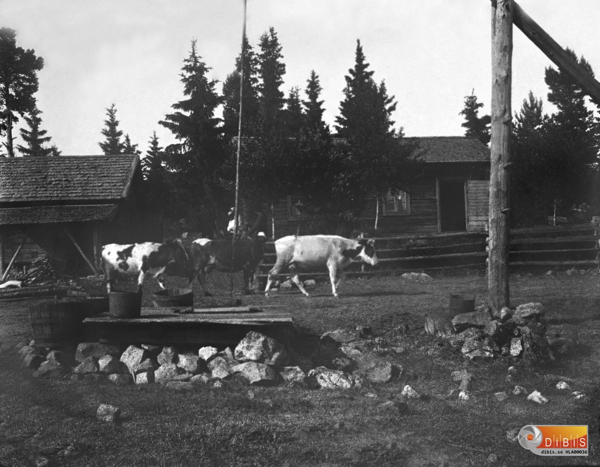 Fäbodvall, troligen Bodarna i Skog -Digital Bild i Söderhamn ...