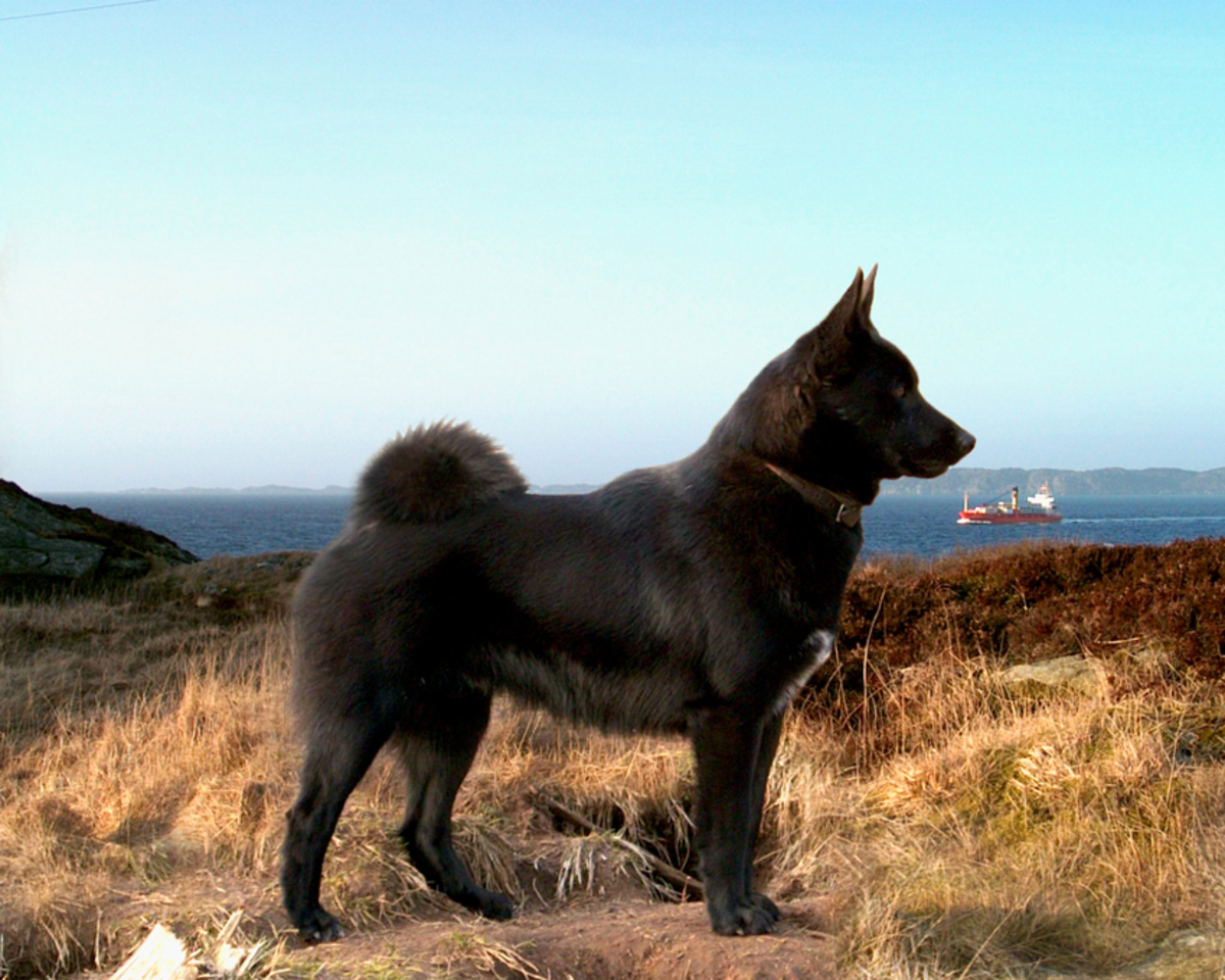 Eg vil ha ein hund, voff, voff -eller hunden som stridbart skatteobjekt ...
