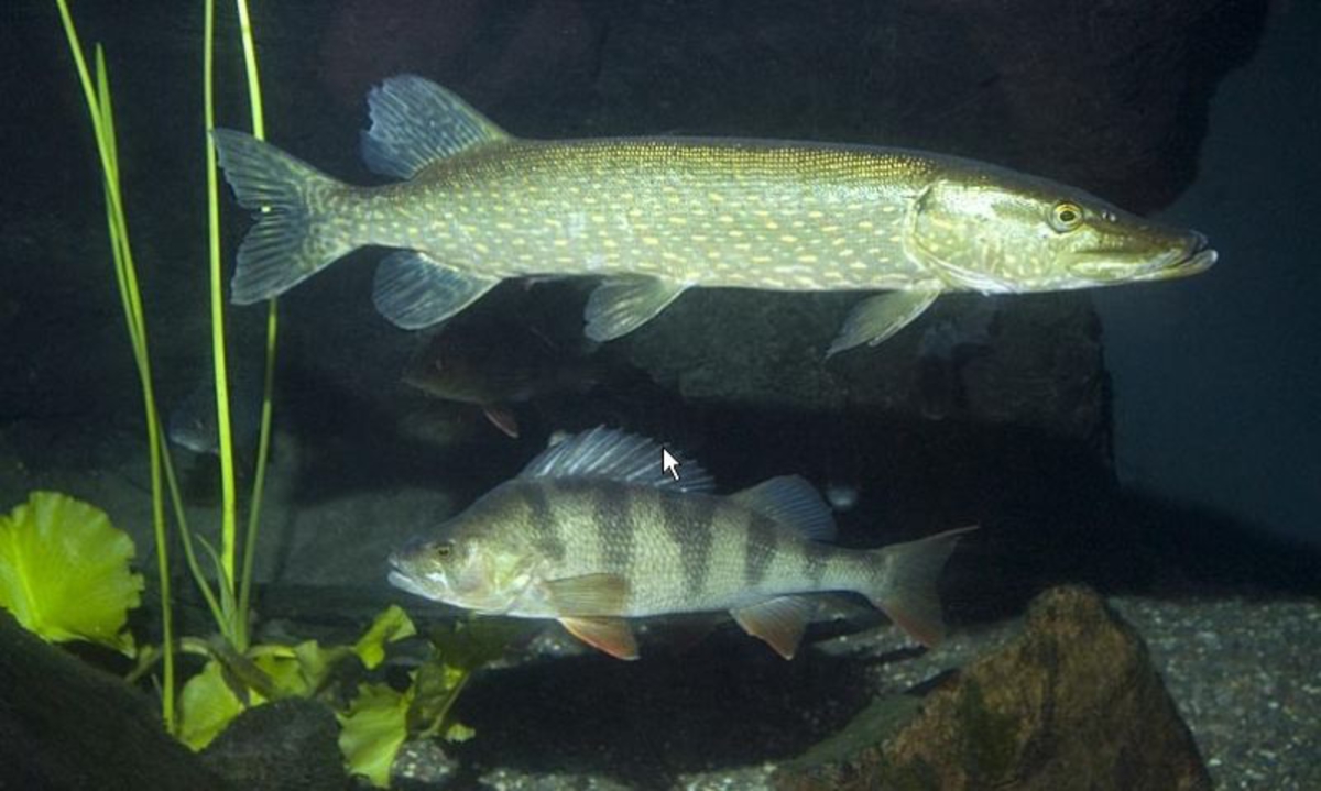 Gjedde - - DigitaltMuseum