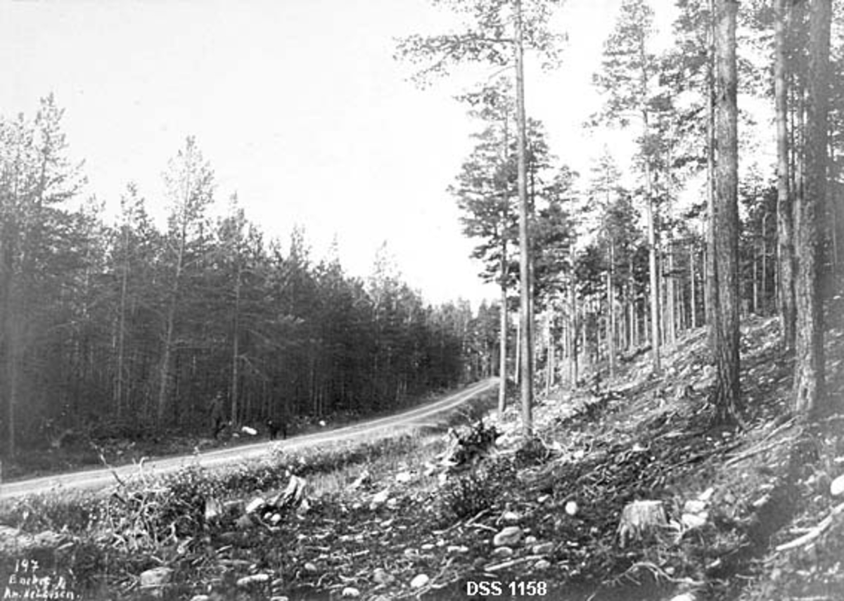 "Saltdalen statsskoger. Til venstre ungskog, opkommet efter skogbrand ...