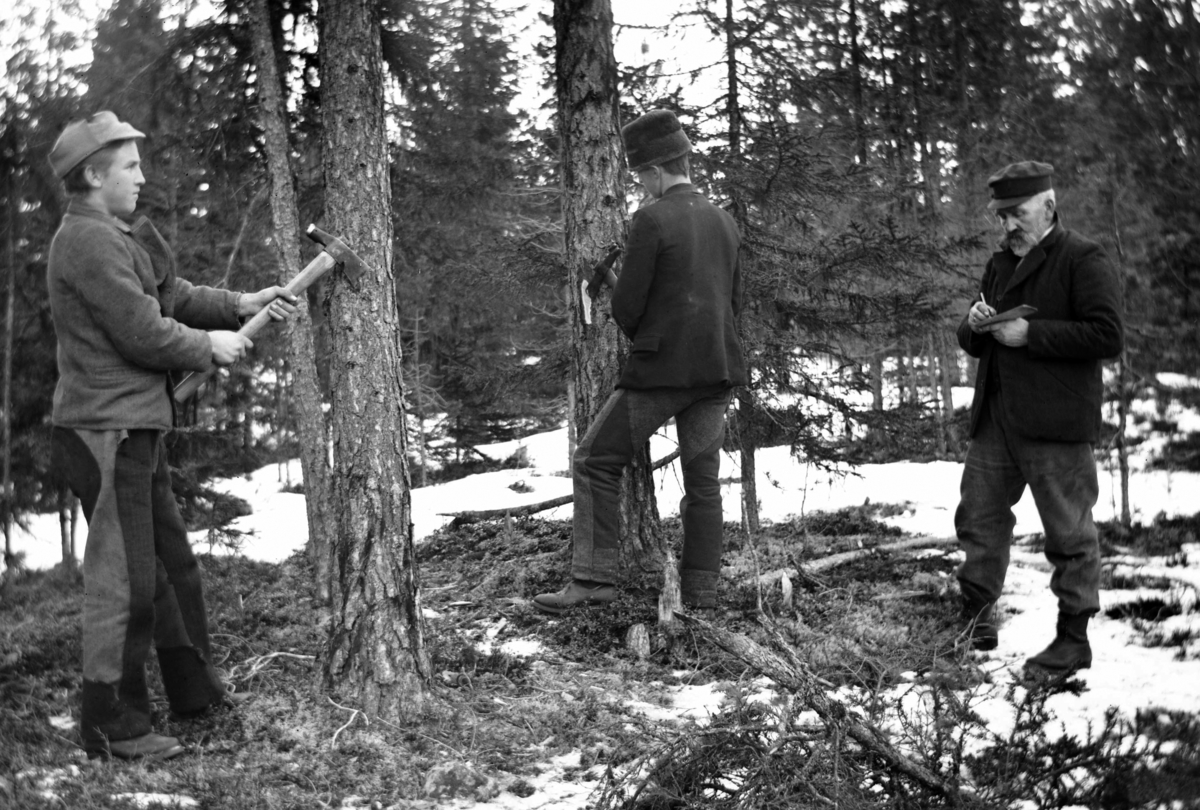 Ringsaker og Nes Almenning, Veltringsakmarka, skogbruk, blinking av ...