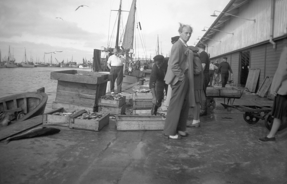 Fisken er bragt i land på kaien i Skagen, Danmark. Bildet er tatt under ...