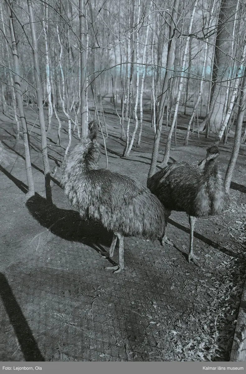 Ölands djurpark. -Kalmar läns museum / DigitaltMuseum