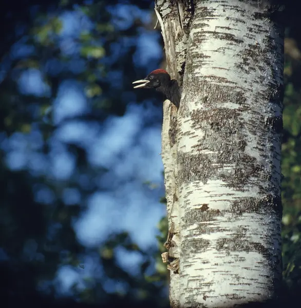 En spillkråka tittar ut ur ett bohål i en björkstam. -Hälsinglands ...