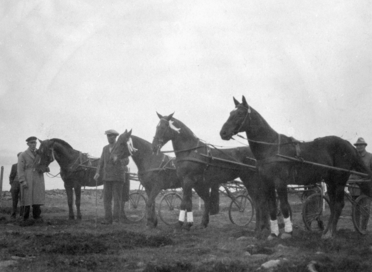 Hester oppstilt med vogner (sulkyer) i fobindelse med en konkurranse i ...