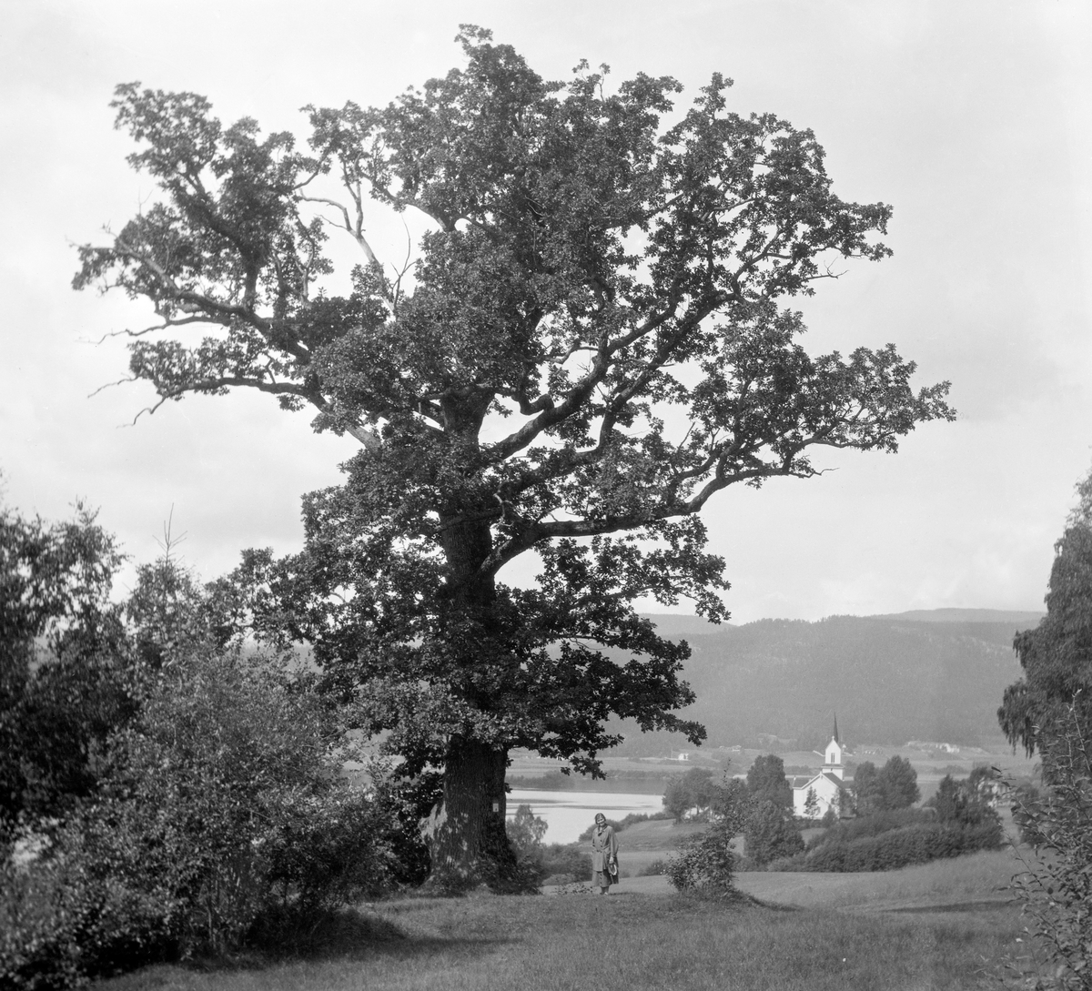 Eiketreet som ble kalt «Den gamle mester» med referanser til Jørgen ...
