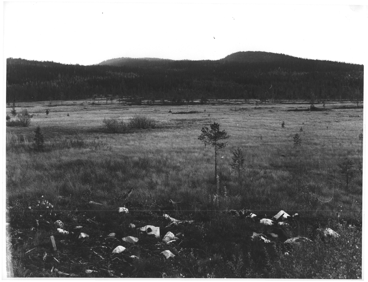 En myr mellom Elverum og Trysil -DEXTRA Photo / DigitaltMuseum