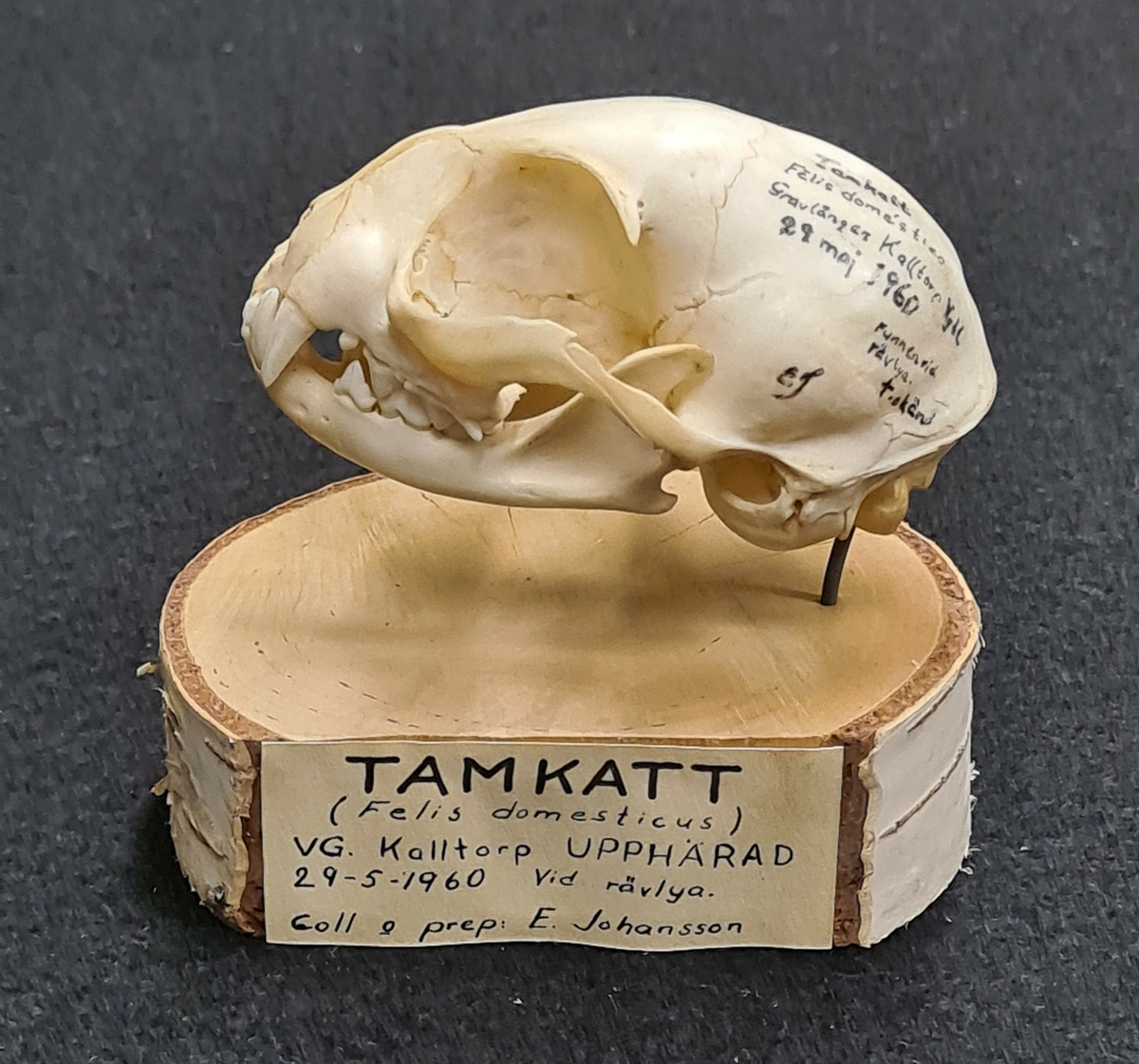 KRANIUM AV TAMKATT -Vänersborgs museum / DigitaltMuseum