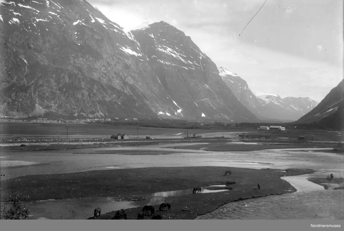En flokk med hester på beite. Sunndalen i bakgrunnen. Fra Nordmøre ...