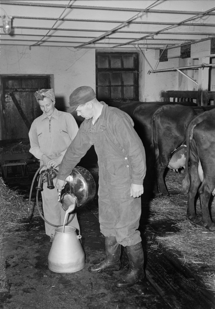 Lilly och Axel Westerberg i ladugården i Gräfsta, Skuttunge, 1956 ...