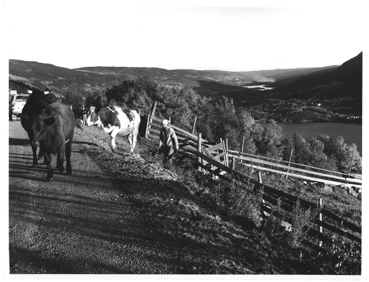 Ellestadbygda. Uts. mot Lomen og Slidrefjorden -DEXTRA Photo ...