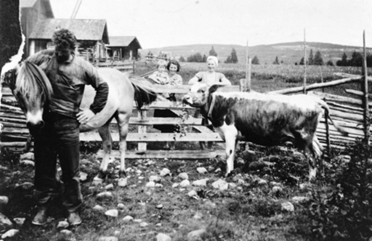 Husdyrhold på husmannsplassen Sundmyr i Furnes, Ringsaker. Olaf med ...