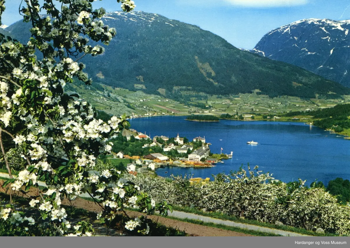 Ulvik med frukttre i blom, sett frå Sponheimsvingen -Hardanger og Voss ...