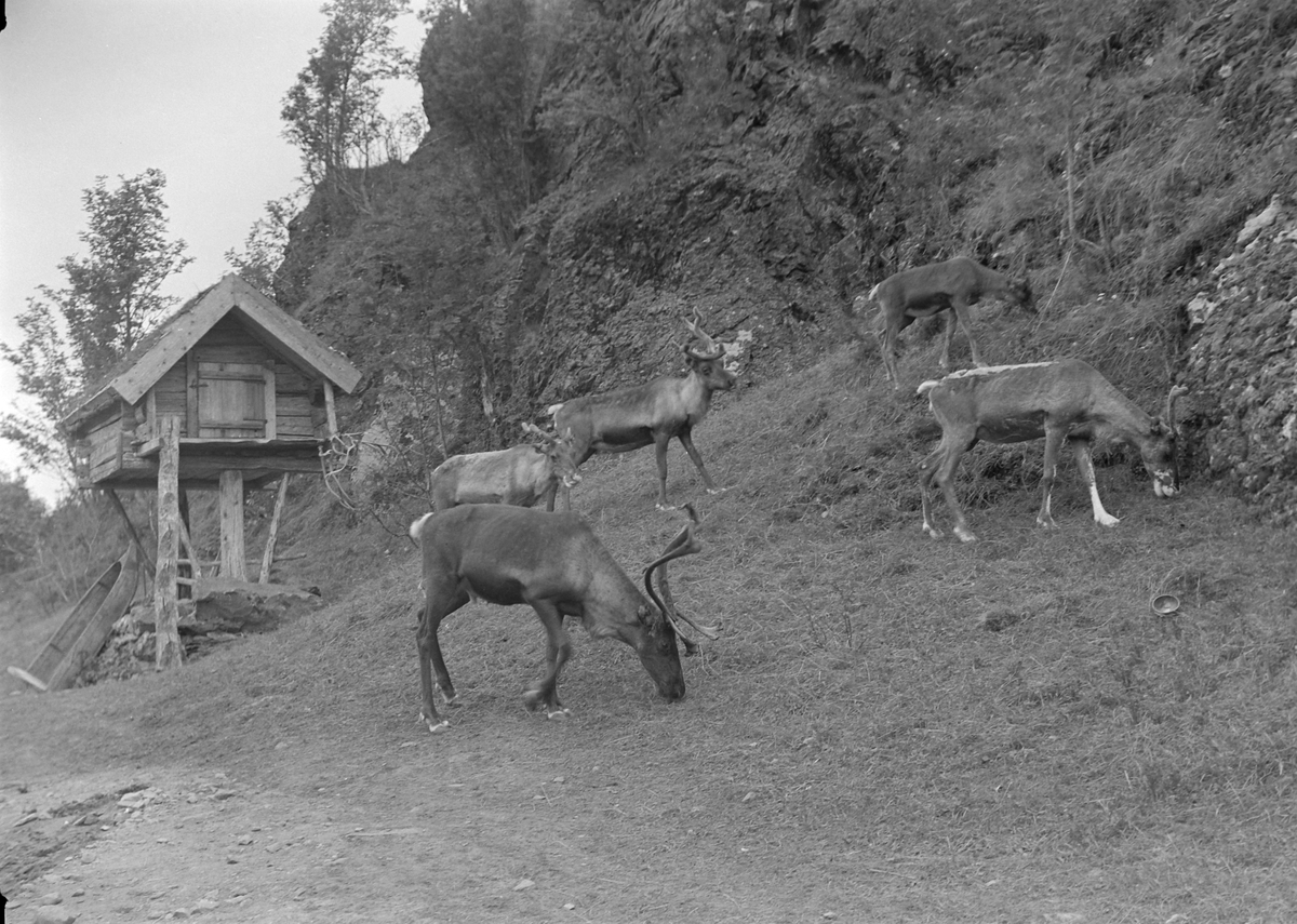Samisk stabbur og reinsdyr -Sverresborg Trøndelag Folkemuseum ...