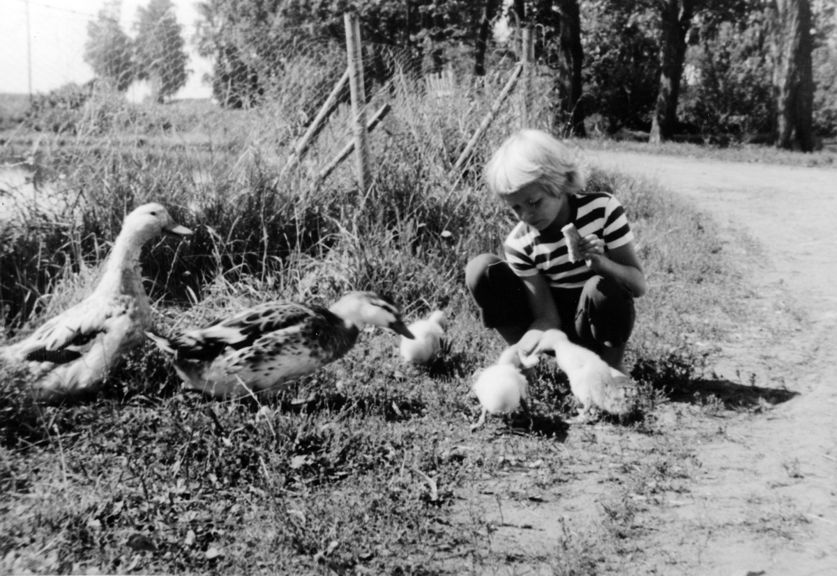 Nordvi gard i Stange. 1959. Gjertrud Olstad mater ender ved dammen på ...