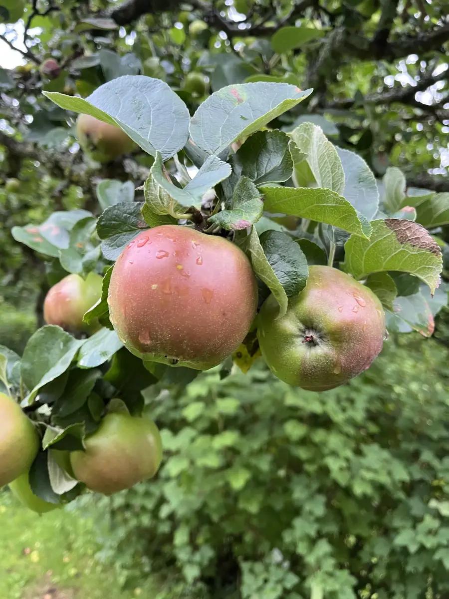 Nødrakett observert