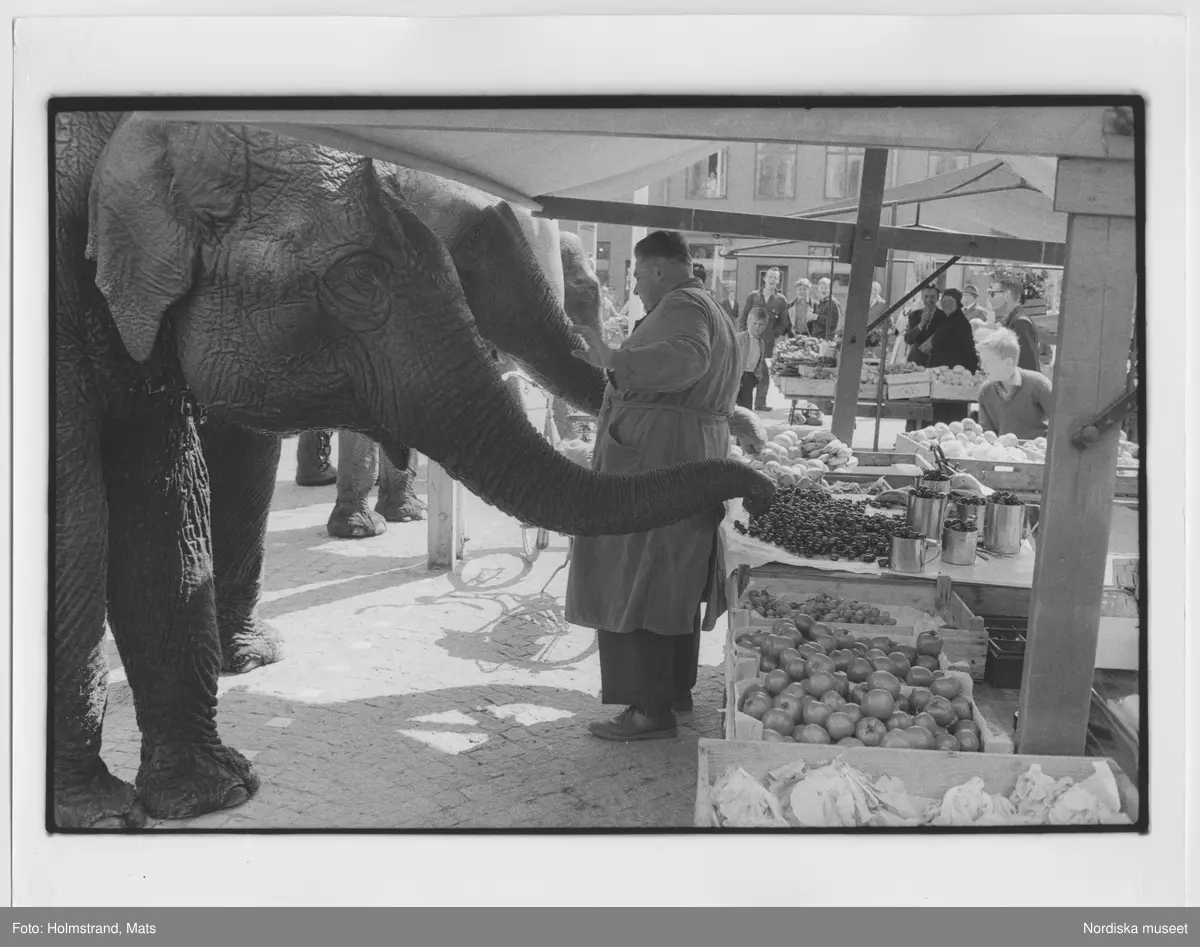 Cirkus Scott och Franz Althoffs elefanter på S Torget efter bad i ...