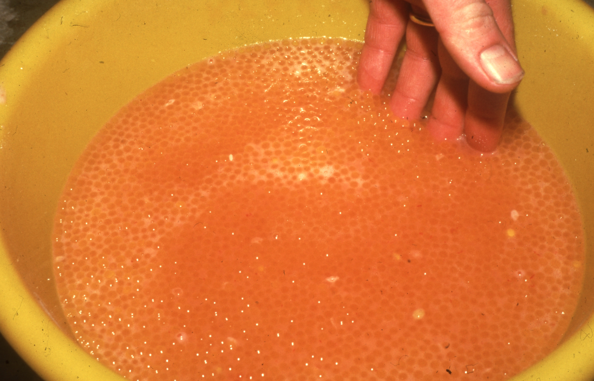 Melke og rogn av laks blandes for befruktning -Kystmuseet i Sør ...